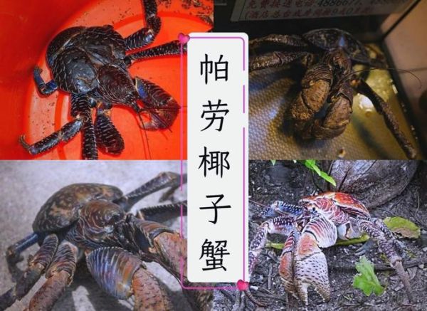 椰子蟹长什么样_椰子蟹能活多久-第2张图片-山城妙识
