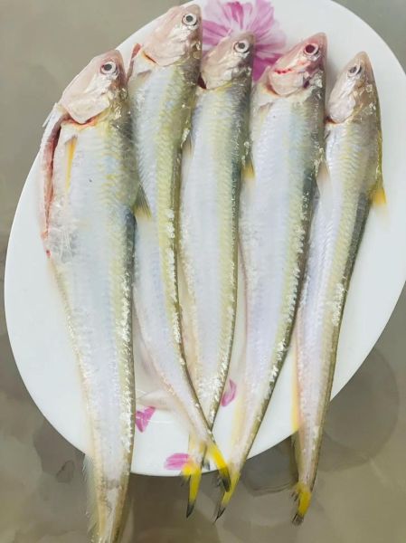 长江刀鱼价格2020多少钱一斤_2020年刀鱼行情为何暴跌-第1张图片-山城妙识 长江刀鱼价格2020多少钱一斤_2020年刀鱼行情为何暴跌-第1张图片-山城妙识
