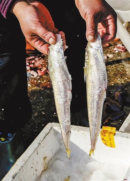 长江刀鱼价格2020多少钱一斤_2020年刀鱼行情为何暴跌-第3张图片-山城妙识 长江刀鱼价格2020多少钱一斤_2020年刀鱼行情为何暴跌-第3张图片-山城妙识