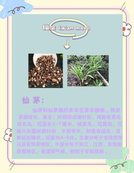 仙茅的功效与作用_仙茅怎么吃效果最好-第2张图片-山城妙识 仙茅的功效与作用_仙茅怎么吃效果最好-第2张图片-山城妙识