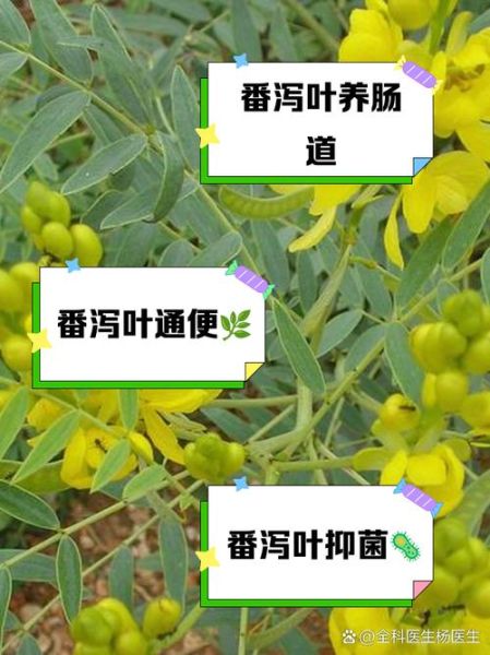 长期喝番泻叶会致癌吗_番泻叶副作用有哪些-第1张图片-山城妙识 长期喝番泻叶会致癌吗_番泻叶副作用有哪些-第1张图片-山城妙识