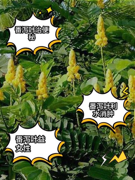 长期喝番泻叶会致癌吗_番泻叶副作用有哪些-第3张图片-山城妙识 长期喝番泻叶会致癌吗_番泻叶副作用有哪些-第3张图片-山城妙识