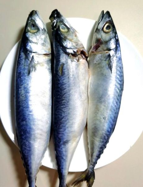 巴鱼是什么_巴鱼怎么吃才安全-第1张图片-山城妙识 巴鱼是什么_巴鱼怎么吃才安全-第1张图片-山城妙识