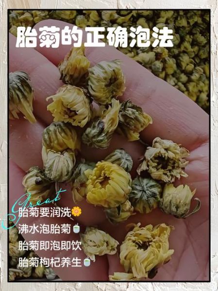 胎菊的功效与作用及禁忌_胎菊泡水喝的正确方法-第1张图片-山城妙识 胎菊的功效与作用及禁忌_胎菊泡水喝的正确方法-第1张图片-山城妙识