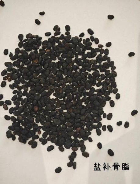 盐补骨脂的功效与作用_盐补骨脂的禁忌有哪些-第1张图片-山城妙识