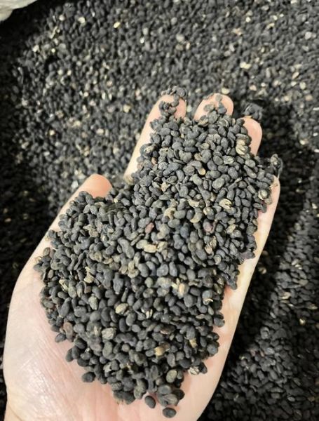 盐补骨脂的功效与作用_盐补骨脂的禁忌有哪些-第3张图片-山城妙识