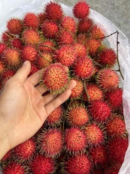 红毛丹多少钱一斤_红毛丹价格行情-第1张图片-山城妙识 红毛丹多少钱一斤_红毛丹价格行情-第1张图片-山城妙识