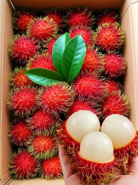 红毛丹多少钱一斤_红毛丹价格行情-第2张图片-山城妙识 红毛丹多少钱一斤_红毛丹价格行情-第2张图片-山城妙识