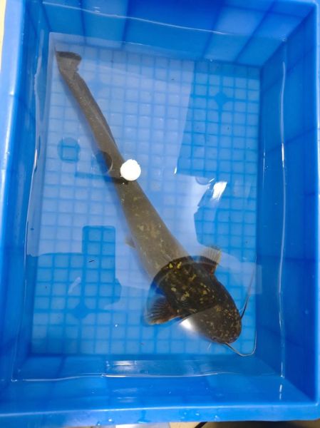 鲶鱼国宝什么梗_鲶鱼国宝梗出处-第2张图片-山城妙识