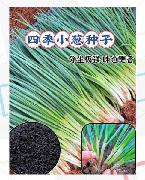 香葱和小葱的区别_香葱可以代替小葱吗-第3张图片-山城妙识 香葱和小葱的区别_香葱可以代替小葱吗-第3张图片-山城妙识