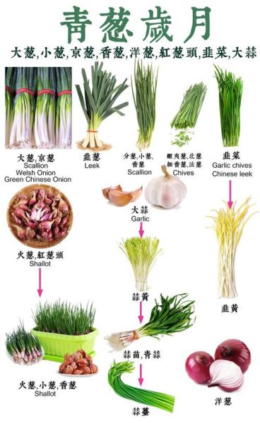 香葱和小葱的区别_香葱可以代替小葱吗-第1张图片-山城妙识 香葱和小葱的区别_香葱可以代替小葱吗-第1张图片-山城妙识