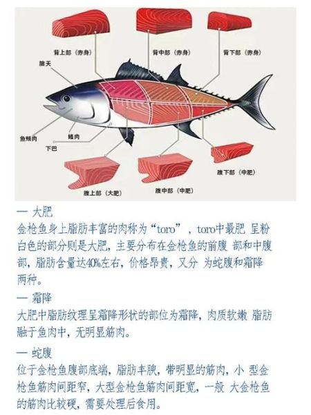 金枪鱼种类图片大全_如何区分不同品种-第2张图片-山城妙识