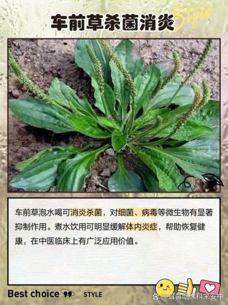 车前草泡水治痛风有效吗_车前草降尿酸多久见效-第2张图片-山城妙识