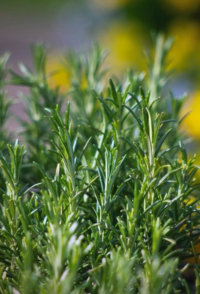 迷迭香种植前景如何_迷迭香种植赚钱吗-第1张图片-山城妙识 迷迭香种植前景如何_迷迭香种植赚钱吗-第1张图片-山城妙识