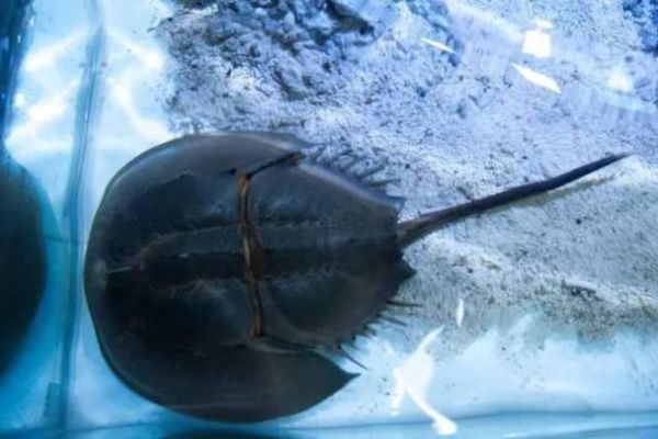 鲎的血液为什么是蓝色_鲎血提取对人体有害吗-第3张图片-山城妙识