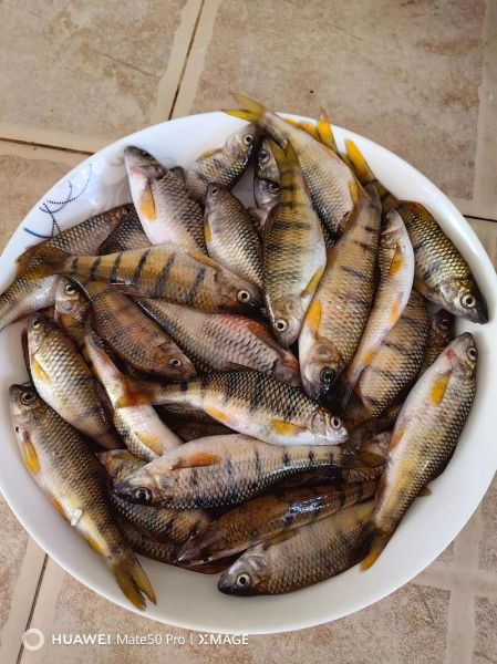 野生石斑鱼怎么分辨_野生石斑鱼图片辨别技巧-第2张图片-山城妙识