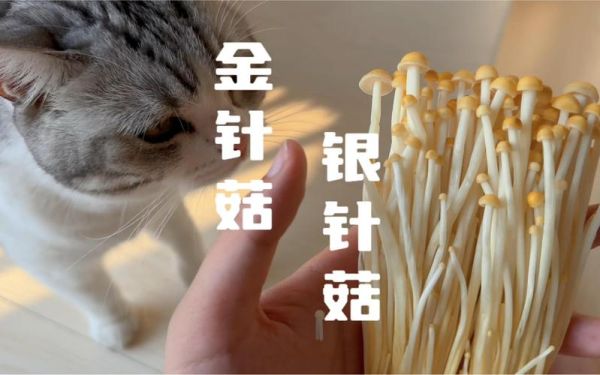 金针菇和银针菇的区别_哪个更好吃-第2张图片-山城妙识 金针菇和银针菇的区别_哪个更好吃-第2张图片-山城妙识