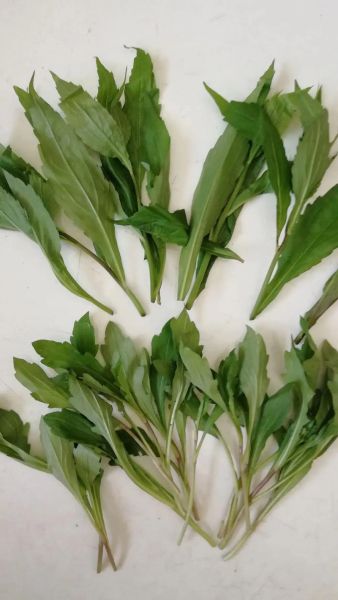 马兰头野菜图片_马兰头长什么样-第1张图片-山城妙识