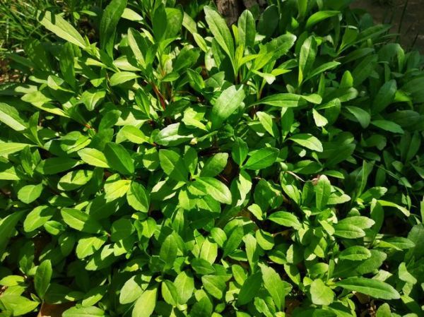 马兰头野菜图片_马兰头长什么样-第2张图片-山城妙识