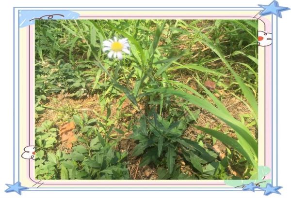 马兰头野菜图片_马兰头长什么样-第3张图片-山城妙识