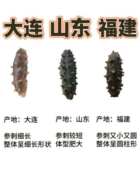 6年海参和8年海参的区别_怎么辨别海参年份-第1张图片-山城妙识 6年海参和8年海参的区别_怎么辨别海参年份-第1张图片-山城妙识