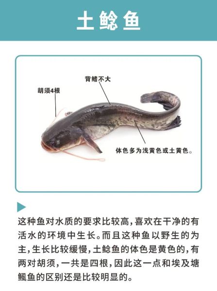 鲶鱼和鲇鱼有什么区别_哪个更好吃-第1张图片-山城妙识 鲶鱼和鲇鱼有什么区别_哪个更好吃-第1张图片-山城妙识