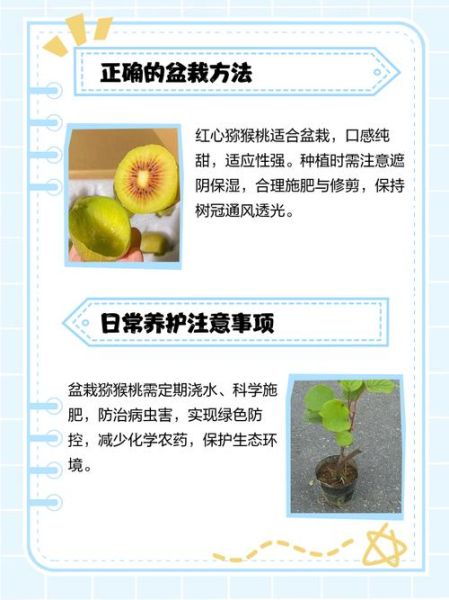 猕猴桃适合什么气候_猕猴桃种植土壤要求-第1张图片-山城妙识 猕猴桃适合什么气候_猕猴桃种植土壤要求-第1张图片-山城妙识