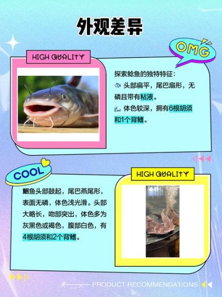 鲶鱼和鲇鱼有什么区别_哪个更好吃-第3张图片-山城妙识 鲶鱼和鲇鱼有什么区别_哪个更好吃-第3张图片-山城妙识