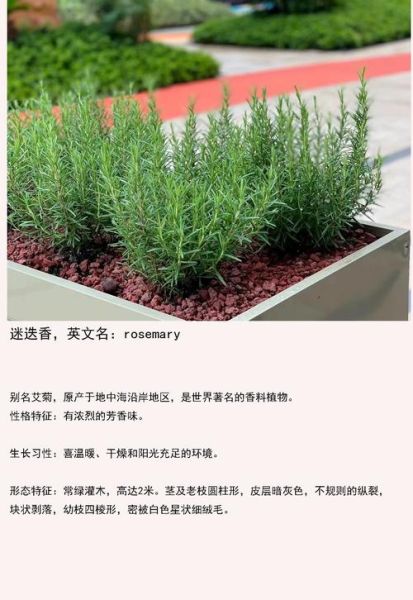 迷迭香的花语是什么_如何养护迷迭香-第2张图片-山城妙识