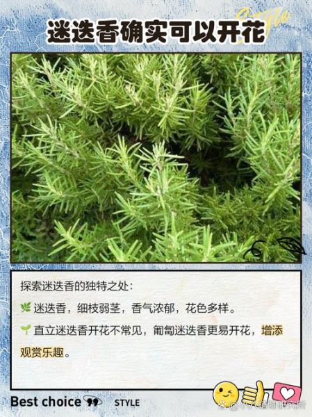 迷迭香的花语是什么_如何养护迷迭香-第3张图片-山城妙识