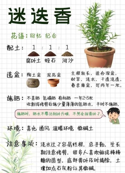 迷迭香的花语是什么_如何养护迷迭香-第1张图片-山城妙识