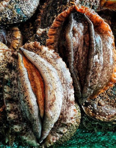 鲍鱼长得太像什么_为什么鲍鱼会被认错-第2张图片-山城妙识 鲍鱼长得太像什么_为什么鲍鱼会被认错-第2张图片-山城妙识