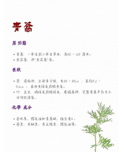 青蒿什么人不能吃_青蒿禁忌人群-第1张图片-山城妙识 青蒿什么人不能吃_青蒿禁忌人群-第1张图片-山城妙识
