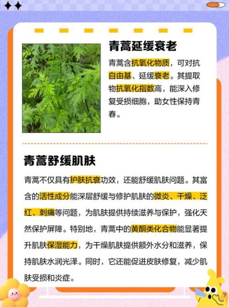 青蒿什么人不能吃_青蒿禁忌人群-第3张图片-山城妙识 青蒿什么人不能吃_青蒿禁忌人群-第3张图片-山城妙识