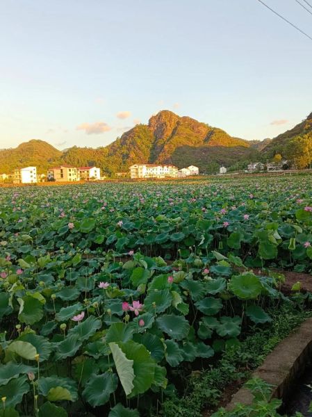 莲子多少钱一斤_莲子价格为什么差别大-第3张图片-山城妙识 莲子多少钱一斤_莲子价格为什么差别大-第3张图片-山城妙识