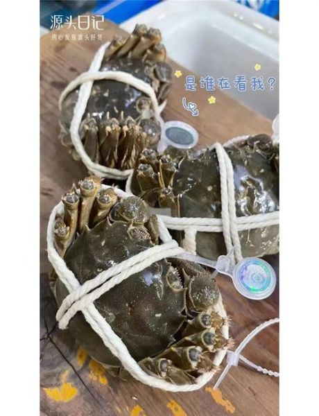 阳澄湖大闸蟹如何保存_能放几天-第2张图片-山城妙识 阳澄湖大闸蟹如何保存_能放几天-第2张图片-山城妙识