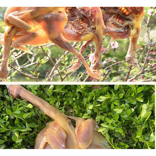 腊鸡怎么保存_腊鸡发霉还能吃吗-第3张图片-山城妙识