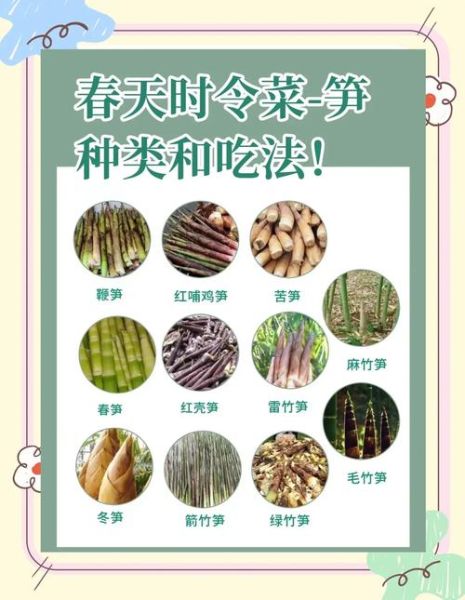 杏鲍笋笋的种类有哪些_如何挑选优质杏鲍笋笋-第2张图片-山城妙识