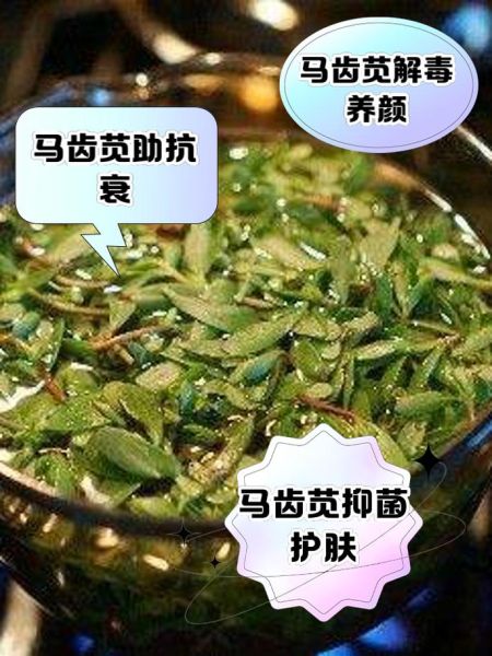 马齿苋煮水洗头能治脱发吗_马齿苋洗头多久见效-第2张图片-山城妙识