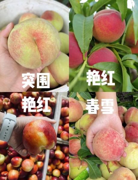 桃子品种有哪些_水蜜桃和油桃哪个更甜-第3张图片-山城妙识