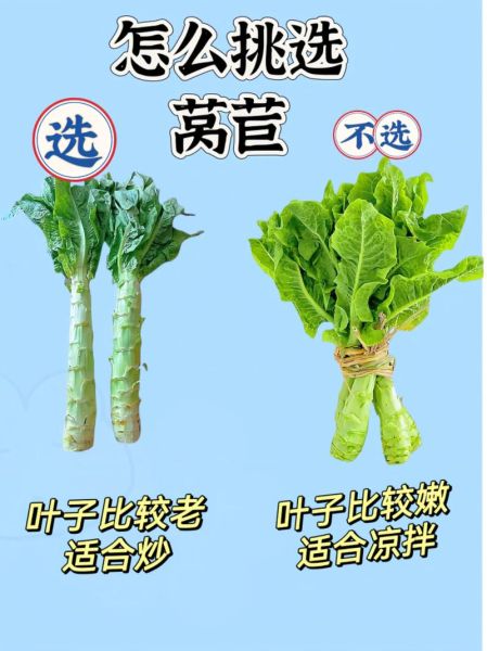 莴苣图片高清_如何挑选新鲜莴苣-第1张图片-山城妙识 莴苣图片高清_如何挑选新鲜莴苣-第1张图片-山城妙识