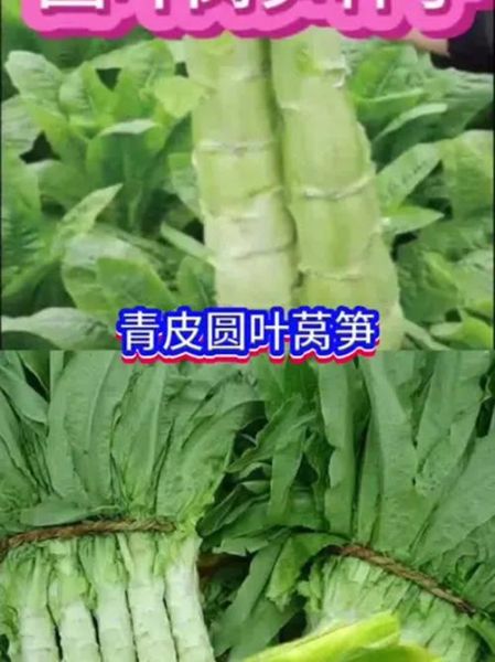 莴苣图片高清_如何挑选新鲜莴苣-第3张图片-山城妙识 莴苣图片高清_如何挑选新鲜莴苣-第3张图片-山城妙识