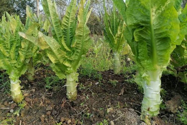 莴苣图片高清_如何挑选新鲜莴苣-第2张图片-山城妙识 莴苣图片高清_如何挑选新鲜莴苣-第2张图片-山城妙识