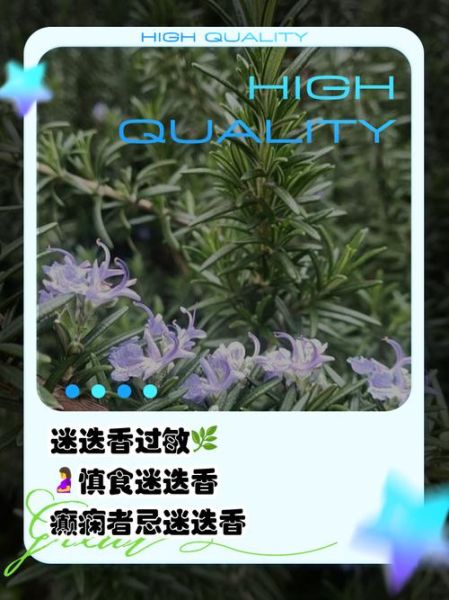 迷迭香对女性有害吗_女生用迷迭香副作用-第2张图片-山城妙识 迷迭香对女性有害吗_女生用迷迭香副作用-第2张图片-山城妙识