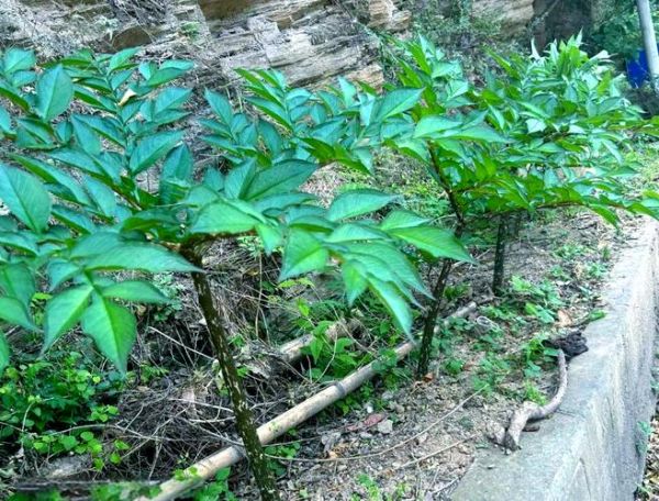 真天魔芋图片大全_真天魔芋有毒吗-第1张图片-山城妙识 真天魔芋图片大全_真天魔芋有毒吗-第1张图片-山城妙识