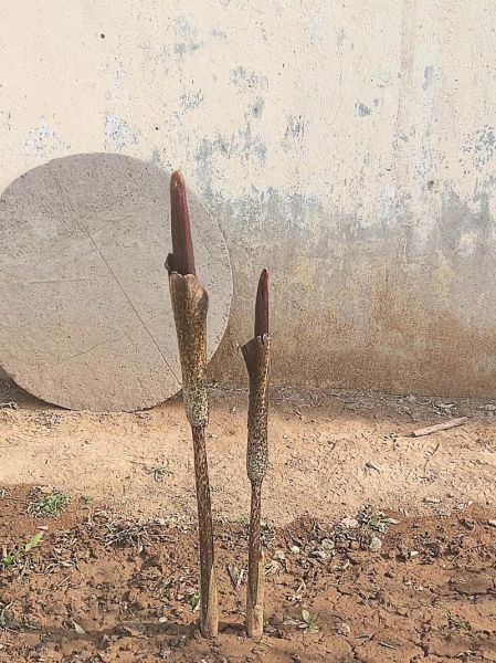 真天魔芋图片大全_真天魔芋有毒吗-第3张图片-山城妙识 真天魔芋图片大全_真天魔芋有毒吗-第3张图片-山城妙识