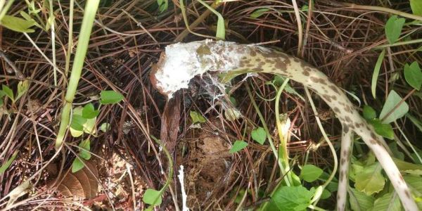 真天魔芋图片大全_真天魔芋有毒吗-第2张图片-山城妙识 真天魔芋图片大全_真天魔芋有毒吗-第2张图片-山城妙识