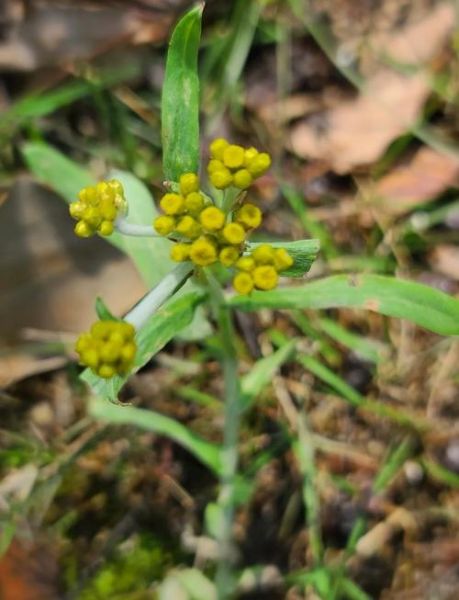 鼠曲草的花能吃吗_鼠曲草的花怎么吃-第1张图片-山城妙识