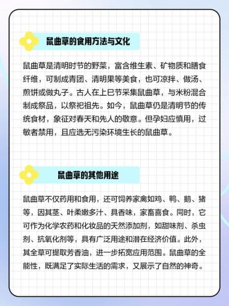 鼠曲草的花能吃吗_鼠曲草的花怎么吃-第3张图片-山城妙识