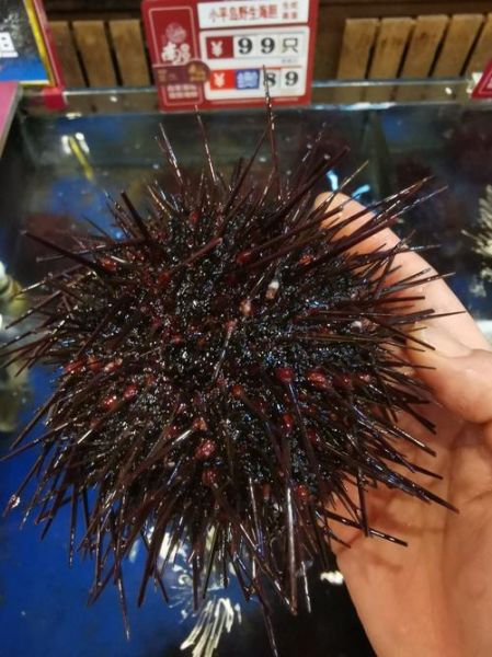 海胆生吃安全吗_如何挑选新鲜海胆-第2张图片-山城妙识 海胆生吃安全吗_如何挑选新鲜海胆-第2张图片-山城妙识